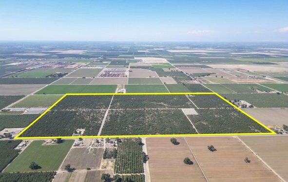 Home Decor For Everyone - Tangy House